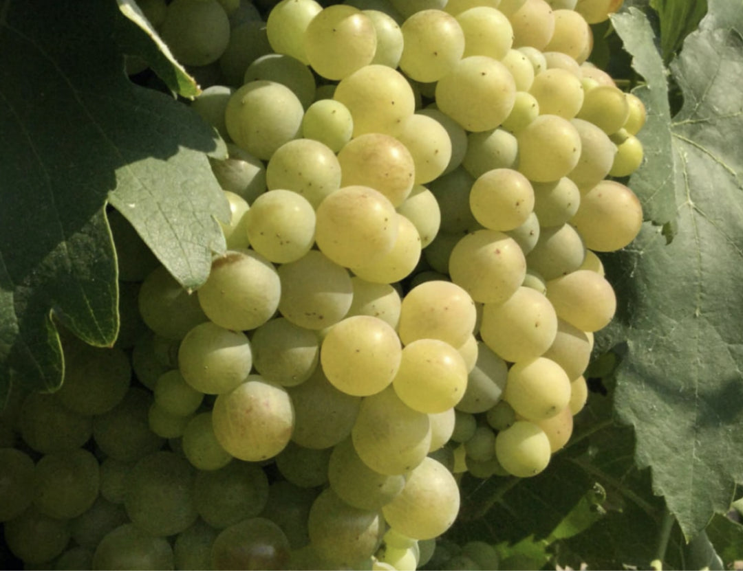 Best Organic Wine Club | Learn More About Avaline